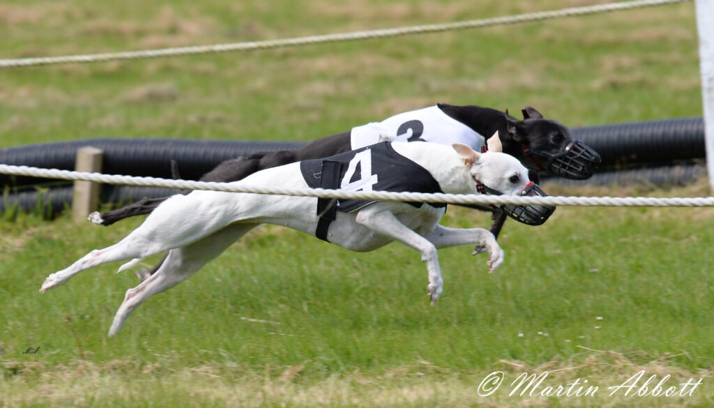 Whippet Racing - West Somerset Whippet Racing Club