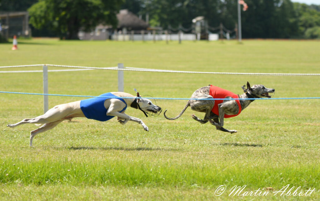 Whippet Racing - West Somerset Whippet Racing Club