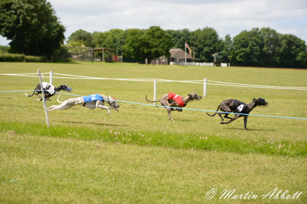 Whippet Racing - West Somerset Whippet Racing Club