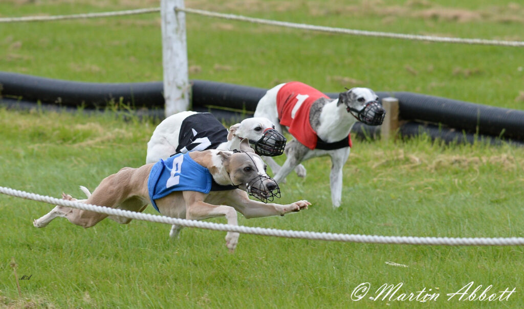 Whippet Racing - West Somerset Whippet Racing Club