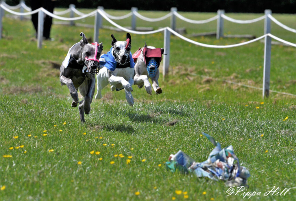 Whippet Racing - West Somerset Whippet Racing Club