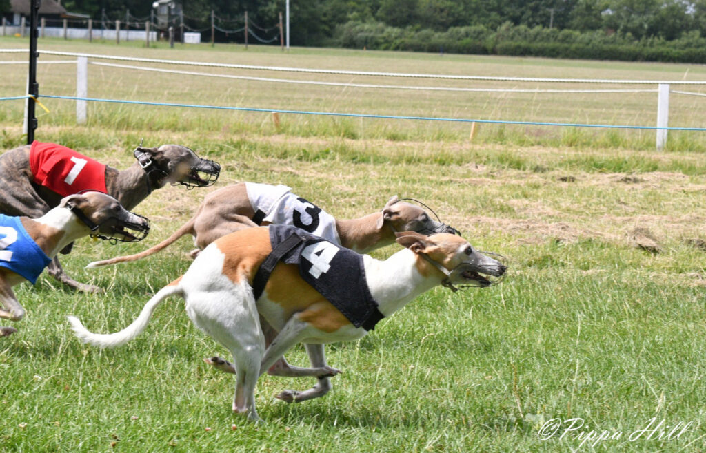 Whippet Racing - West Somerset Whippet Racing Club