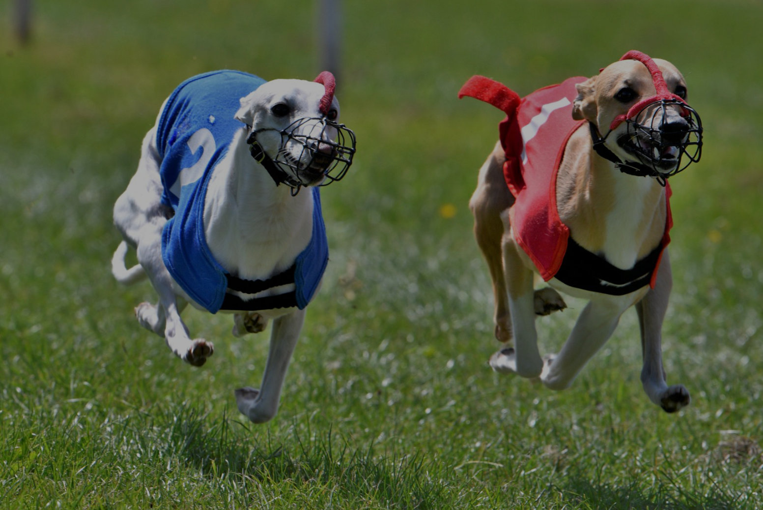 Whippet Racing - West Somerset Whippet Racing Club